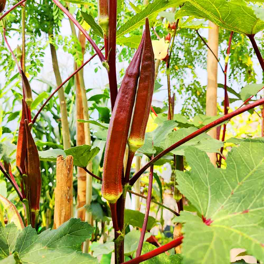 Red Okra (lal bhindi) Seeds Hybrid (लाल भिंडी के बीज) - Treecraft